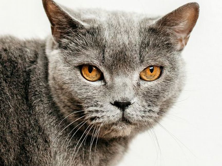 Британская ласковая кошка Тучка в добрые руки