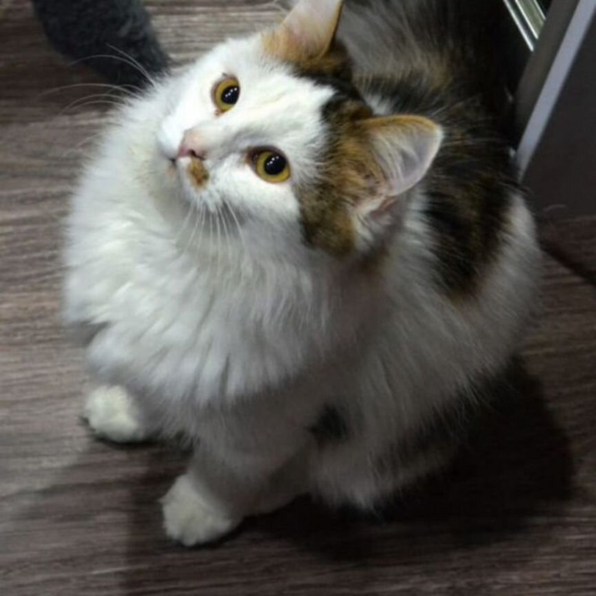 Кот в добрые руки