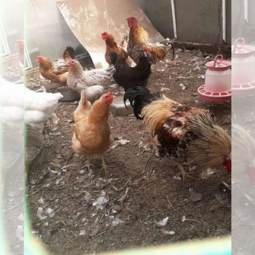 Курицы несушки