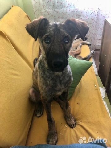 Щенок в добрые руки бесплатно