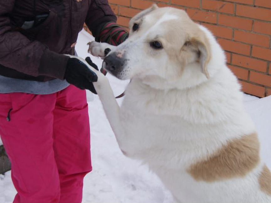 Чудо для Деи