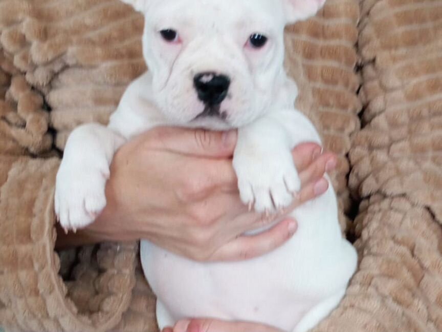 Французский бульдог с родословной