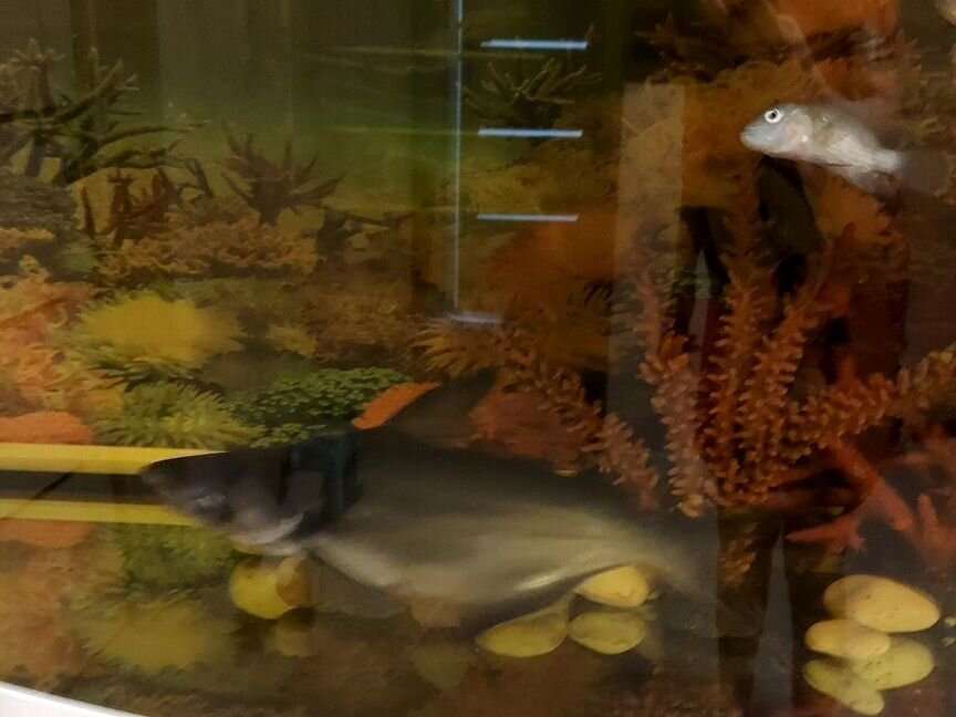 Аквариумные рыбки пангасиус сом