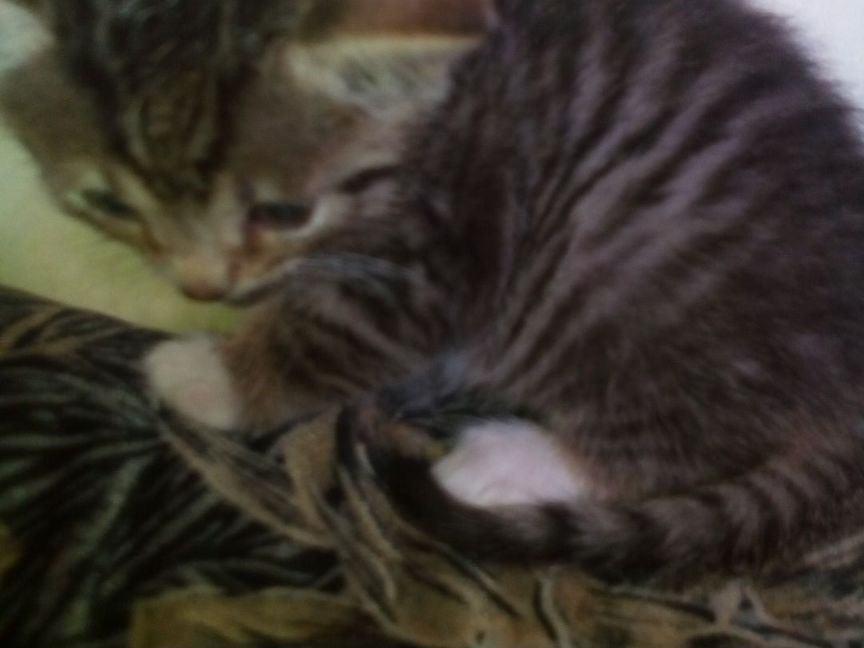 Кошки