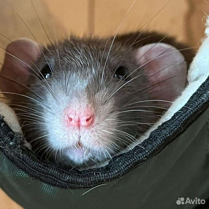 Крыса ручная