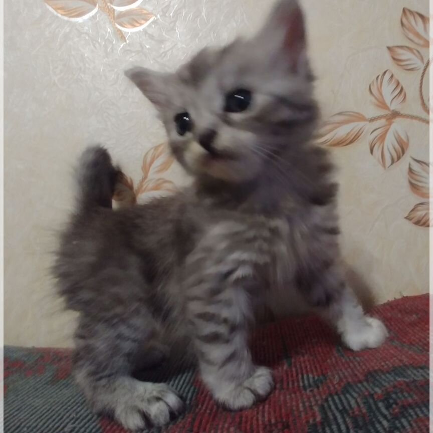 Шотландский прямоухий длинношёрстный котёнок