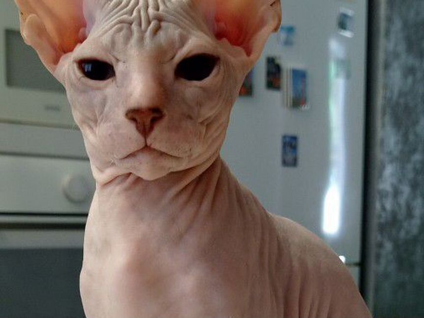 Канадский сфинкс