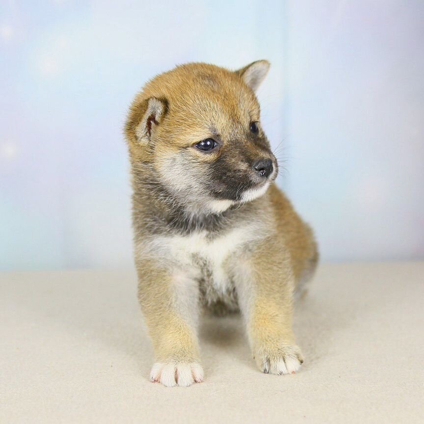 Сука сиба, 2 месяца