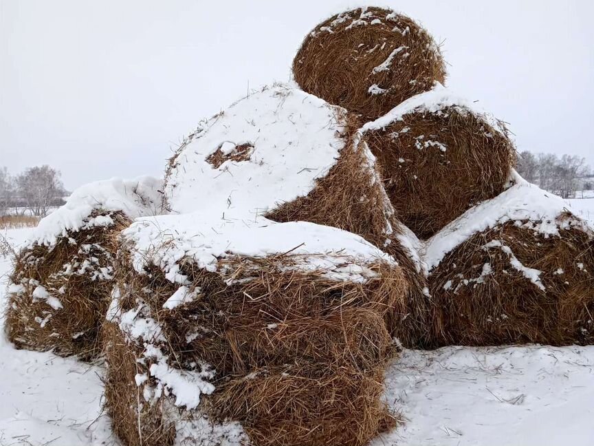 Сено луговое в тюках
