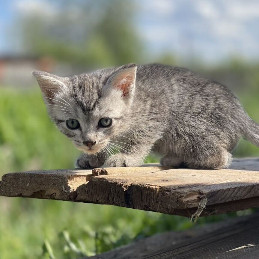 Котёнок в добрые руки