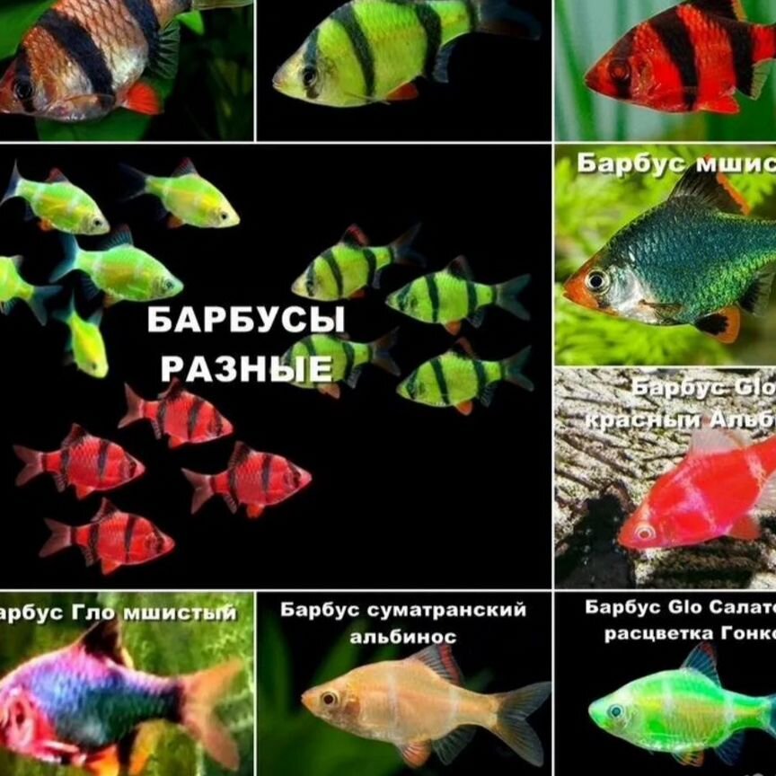 Аквариумные рыбки большой выбор