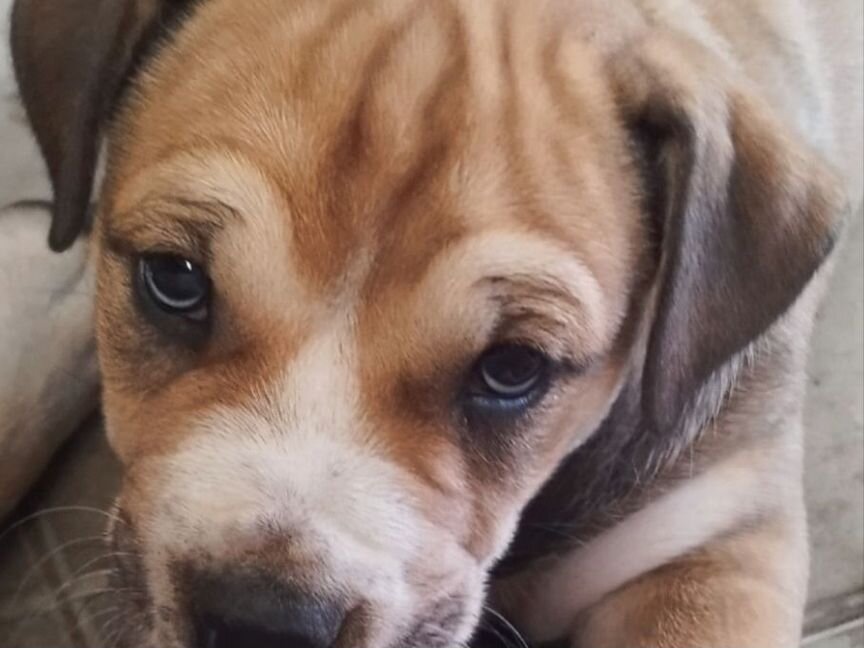 Девочка майорский мастиф