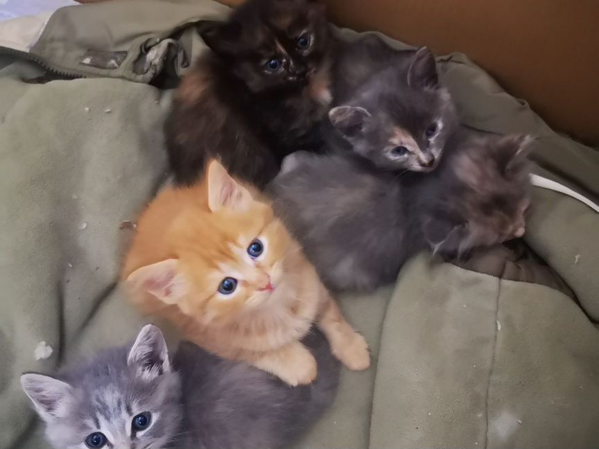 Кошки