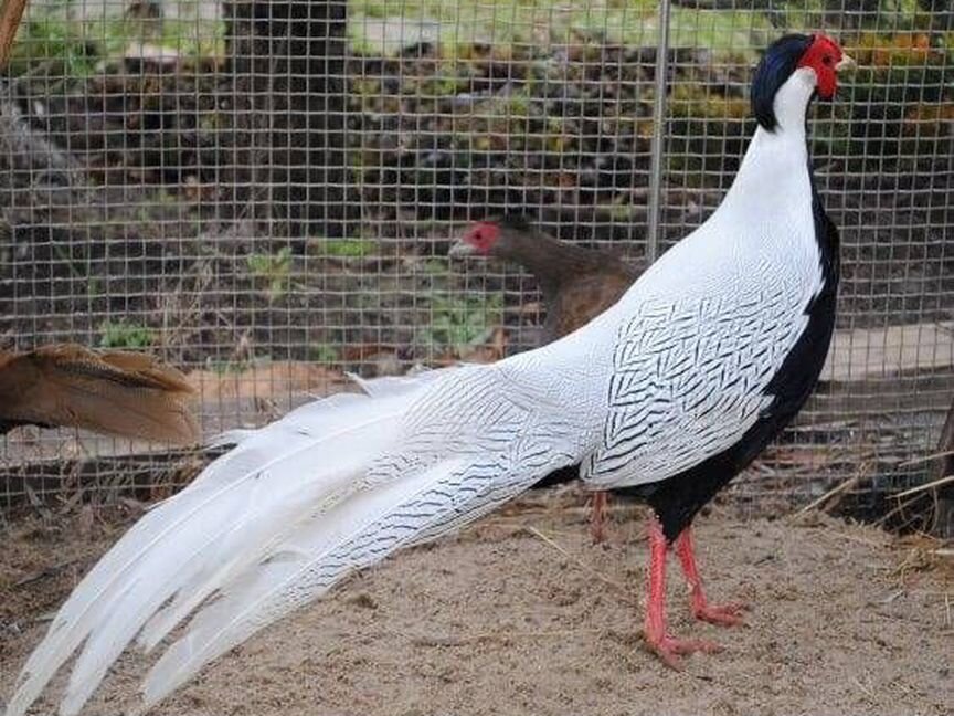 Продажа фазанов