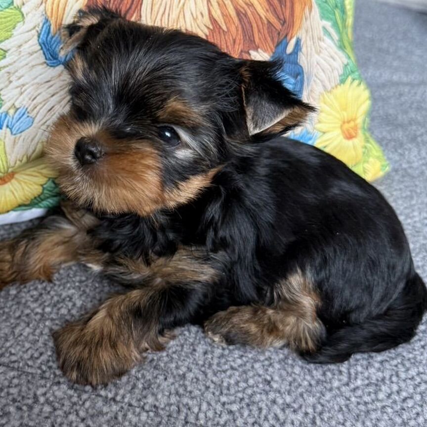 Йоркширский терьер, щенок