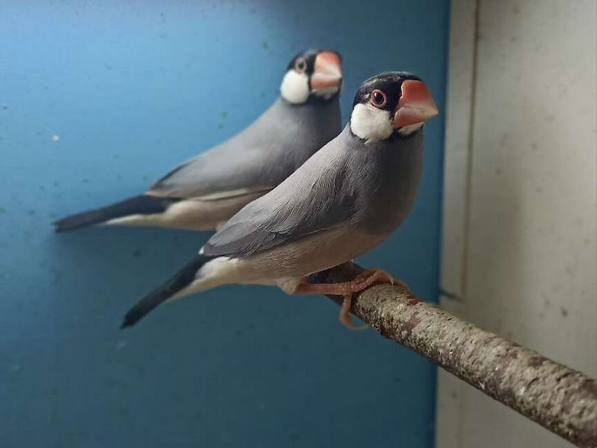 Рисовые амадины