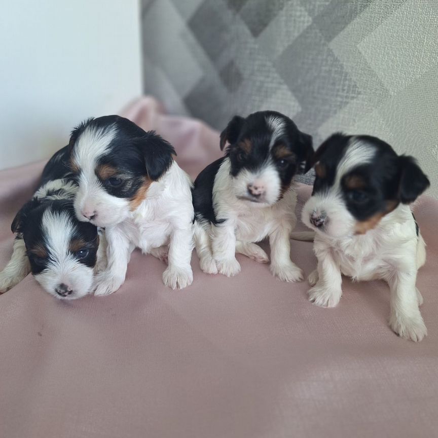 Бивер-йоркширский терьер, щенок