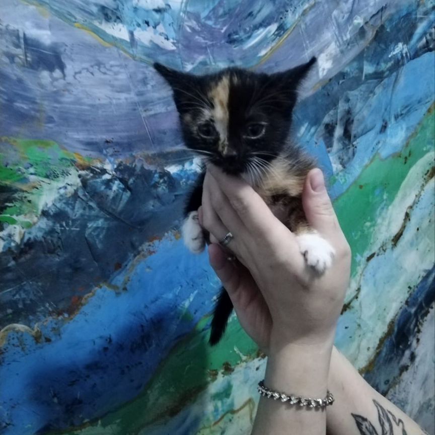 Котёнок трехцветная девочка