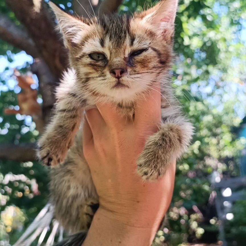 Котята в добрые руки бесплатно