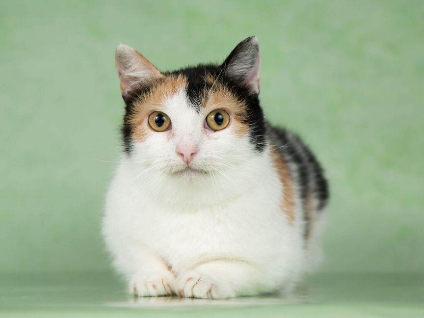 Кошка Айва ищет дом