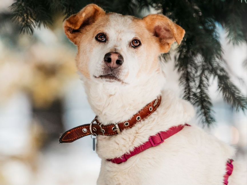 Беляш ищет дом