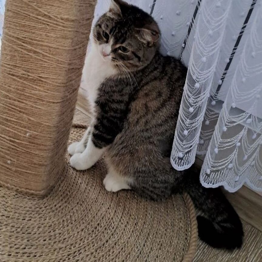 Ищем хозяев для кошечки