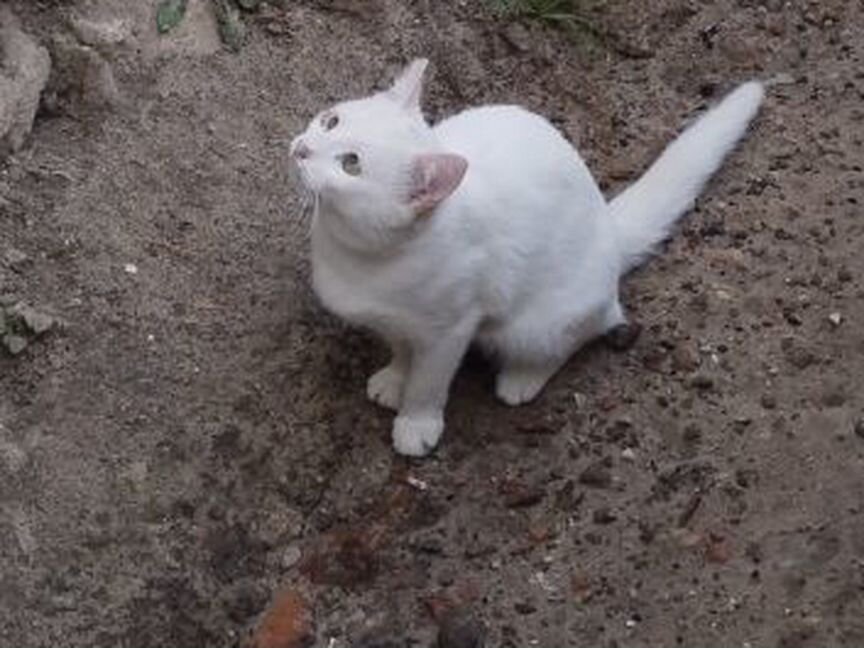 Белый котик бесплатно