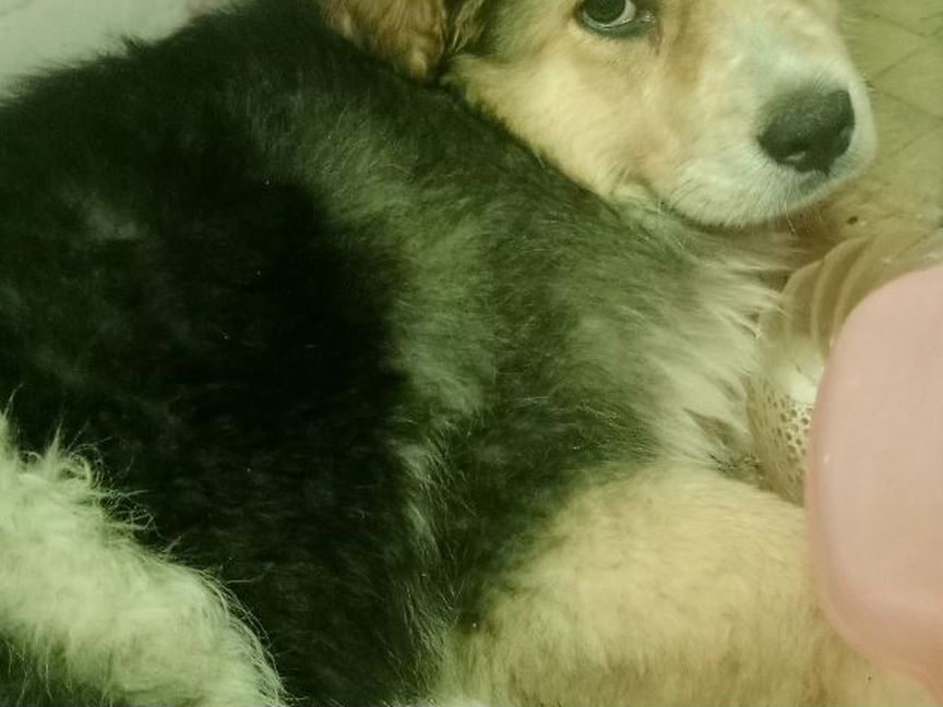 Брошенные щенки