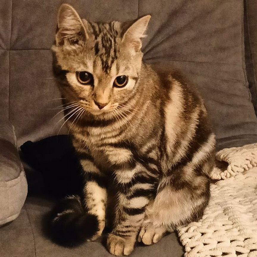 Шотландский прямоухий короткошёрстный котёнок