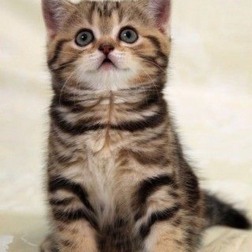 Британские котята