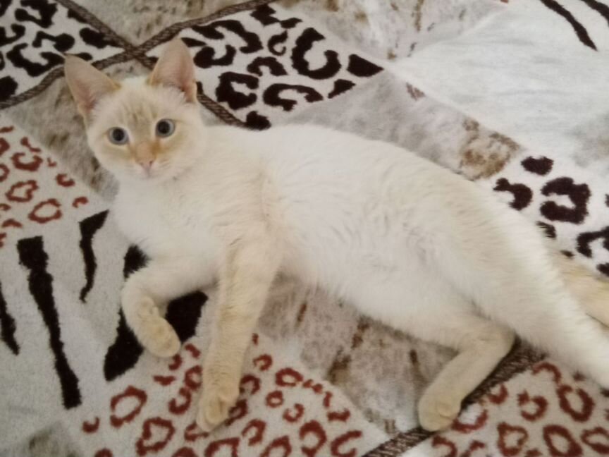 Котик бесплатно в добрые руки