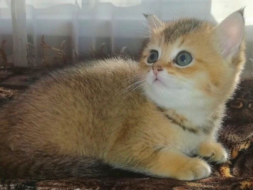 Шиншилловые яркие золотые плюшки