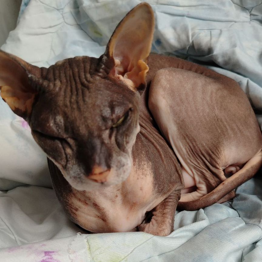 Отдам кота в добрые руки бесплатно
