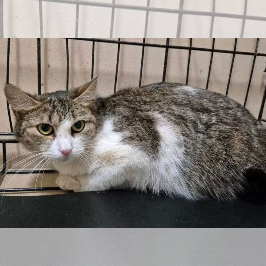 SOS кошечка нуждается в доме