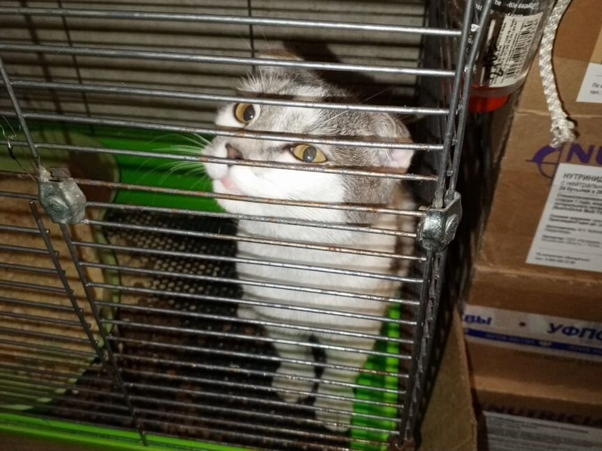 Котёнок