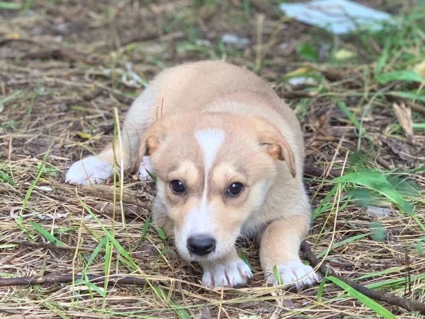 Щенок-скромняжка