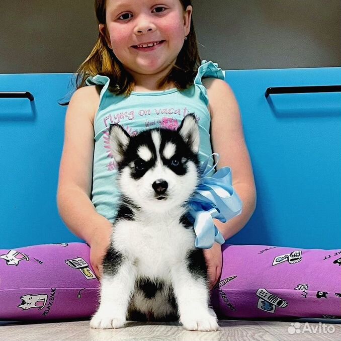 Сибирские Хаски шикарные маски - красивые глазки