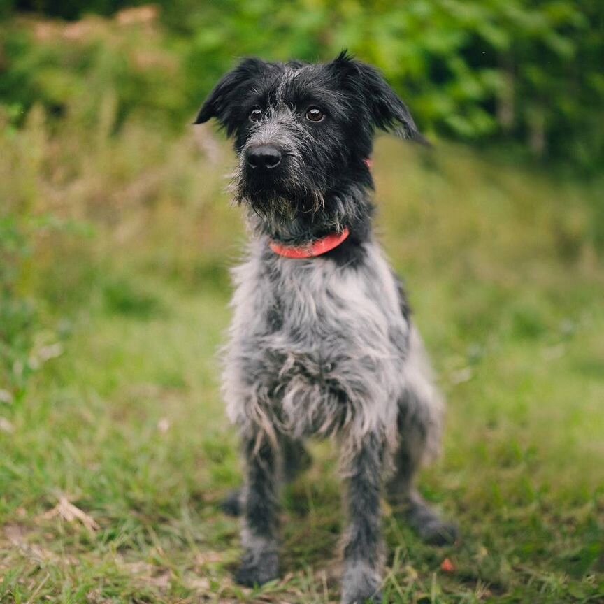 Собачка в дар белая с черным