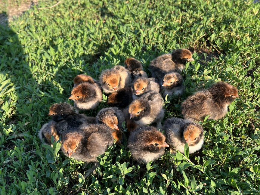 Цыплята суточные