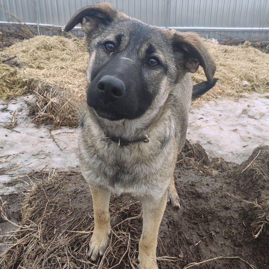 Два щенка от небольшой собаки