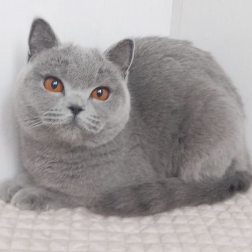 Британская короткошёрстная, взрослая кошка
