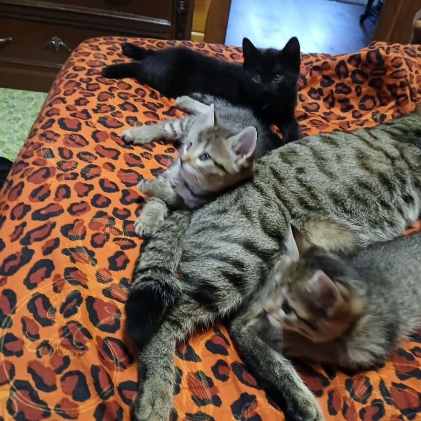 Котята породы Пикси Боб