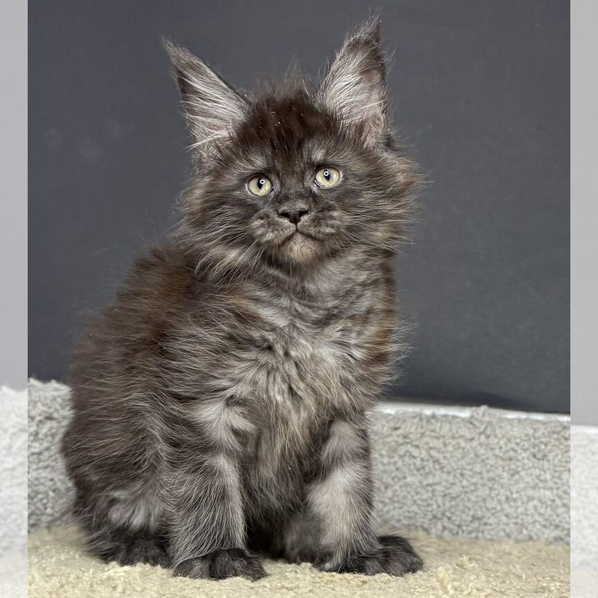 Мейн-кун котёнок