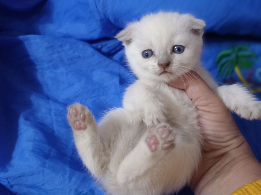 Вислоухие котята разные