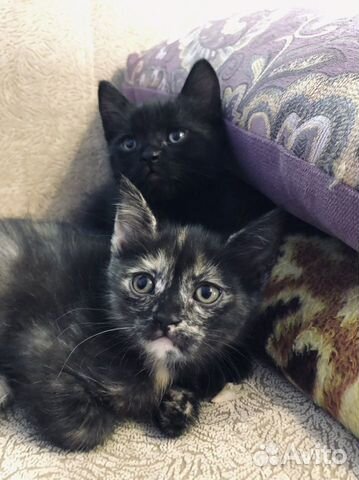 Британские котята