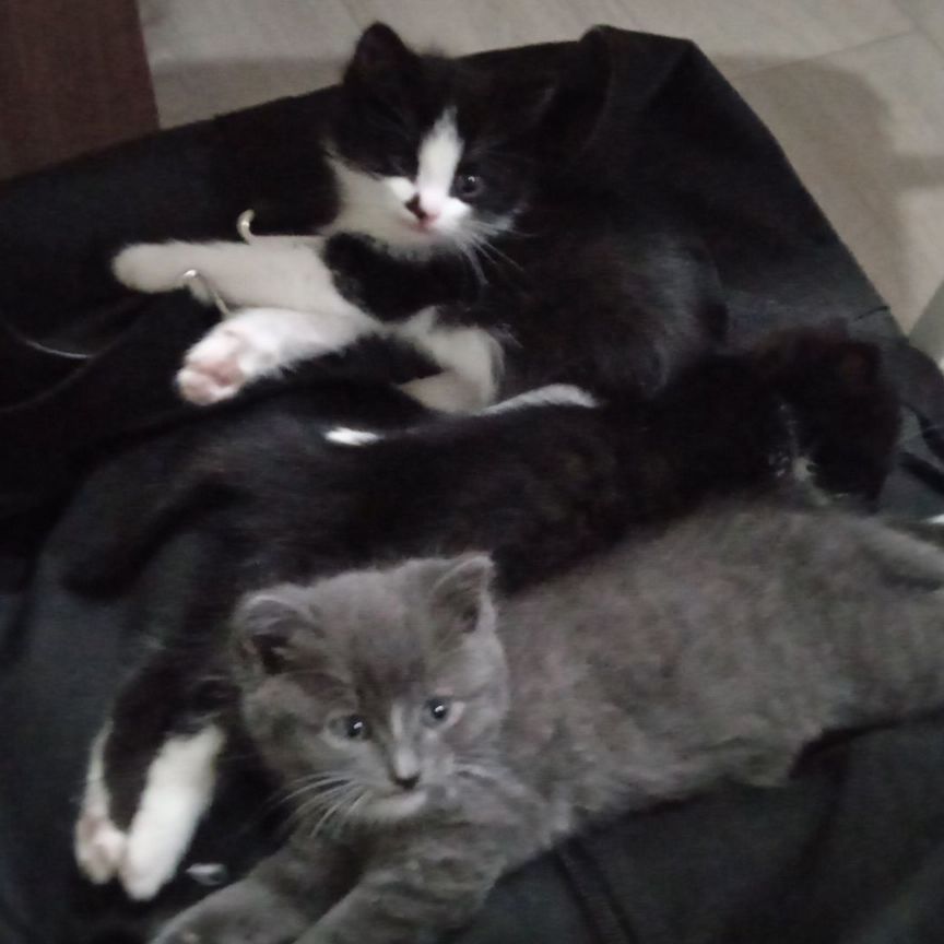 Котята в добрые руки