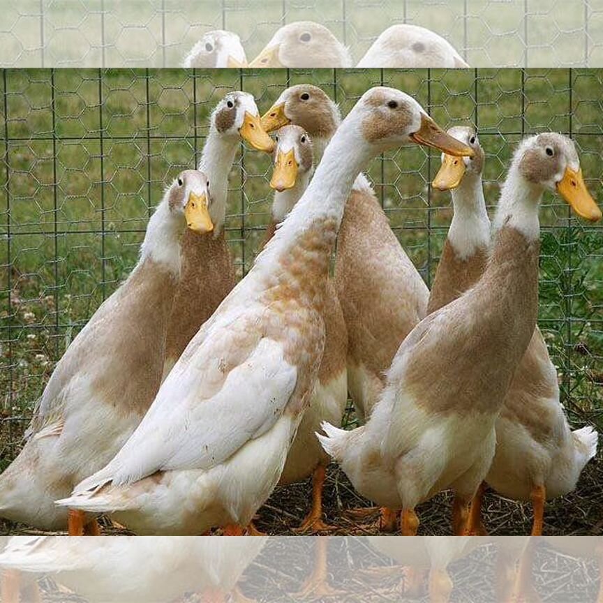 Инкубационное яйцо утки
