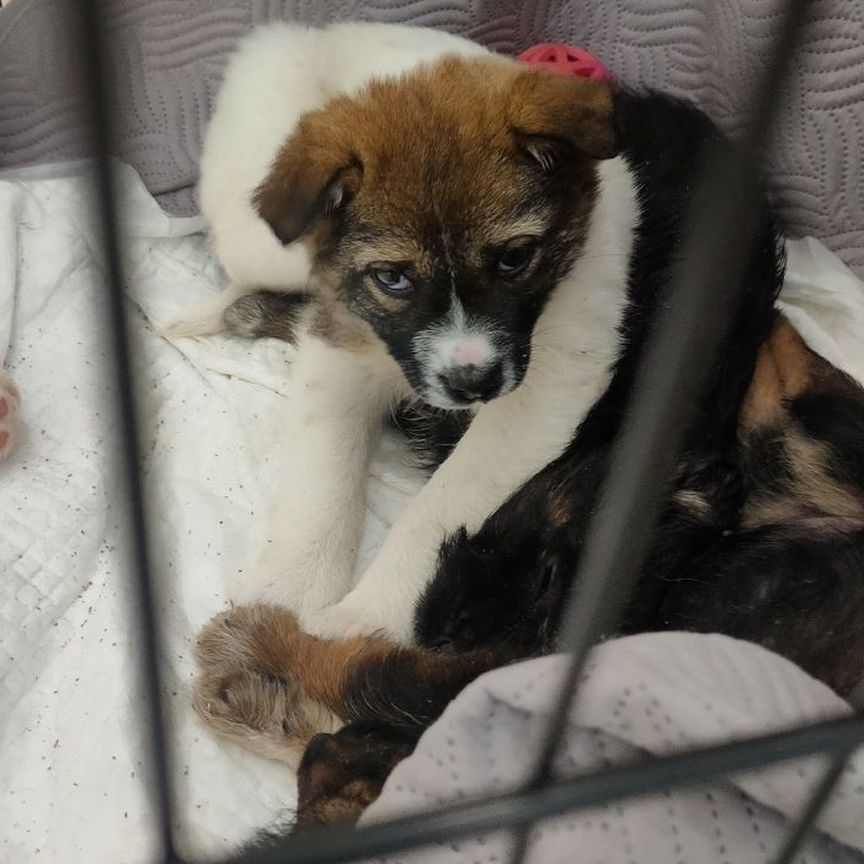 Щенок в добрые руки