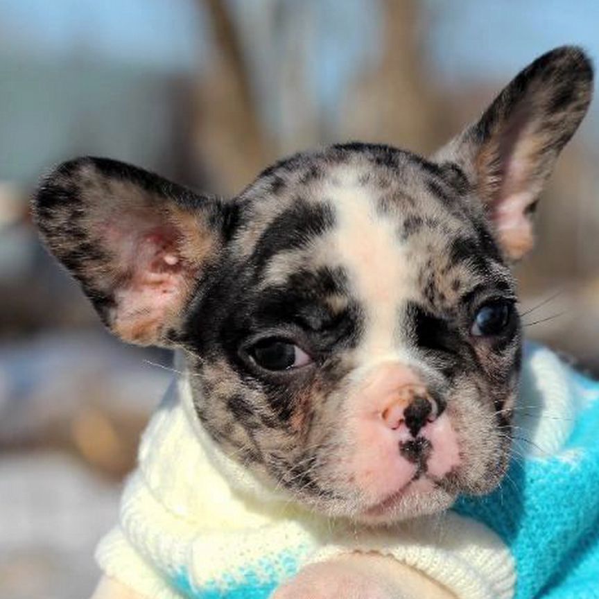 Милейшие французские бульдожки