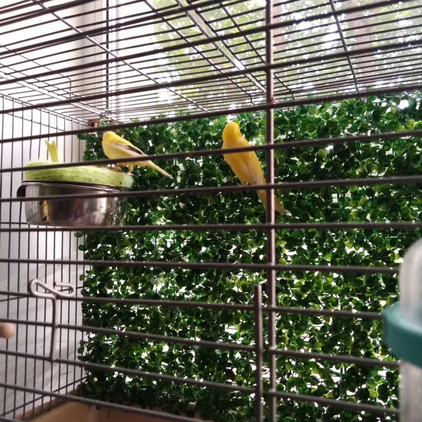 Семья канареек с клеткой